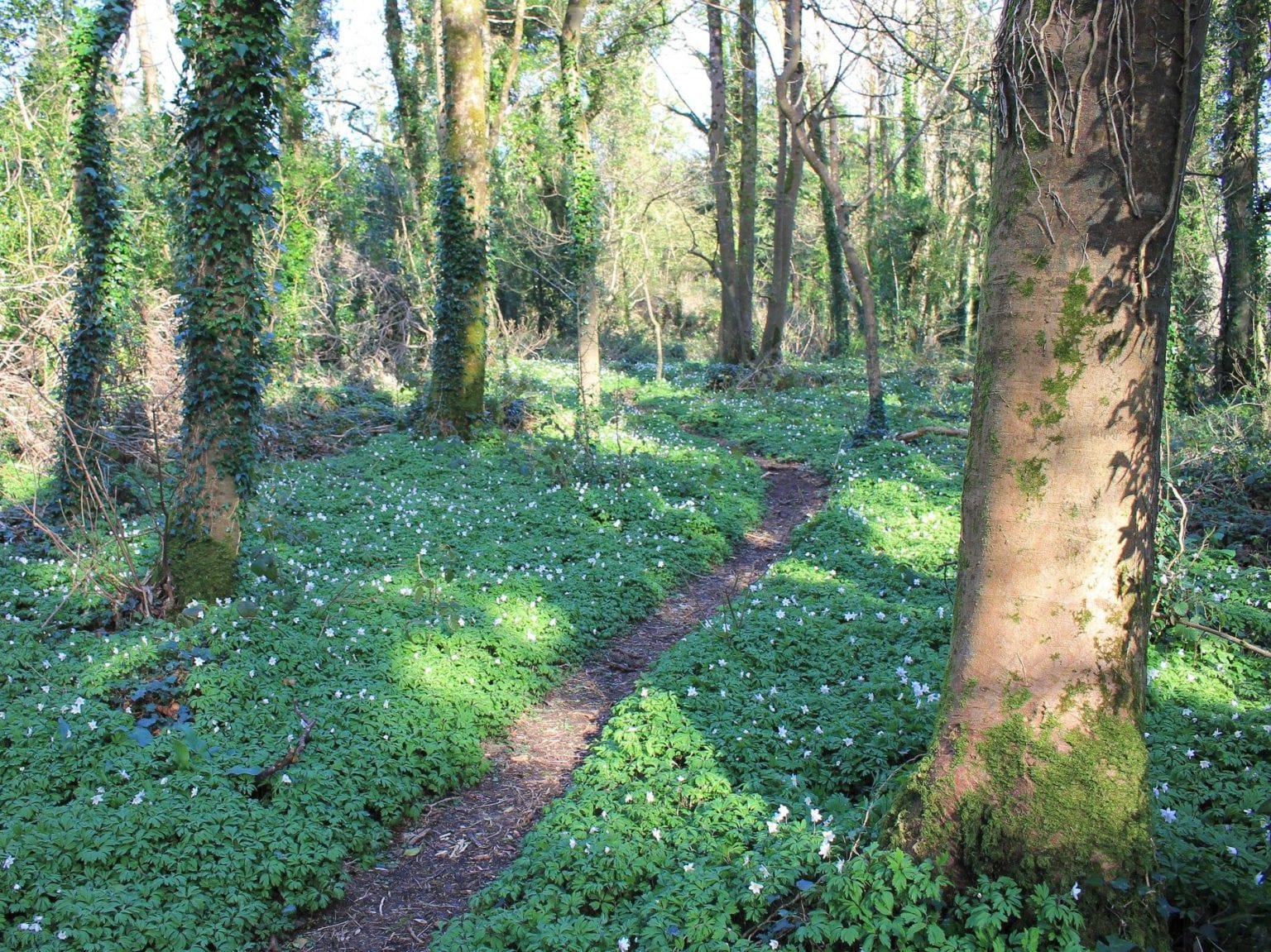 Merlin Woods pathways getting a facelift - Galway Daily