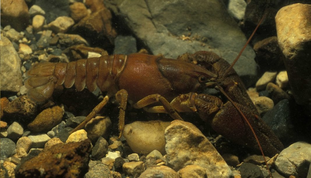 Invasive species and disease threaten endangered native Crayfish ...