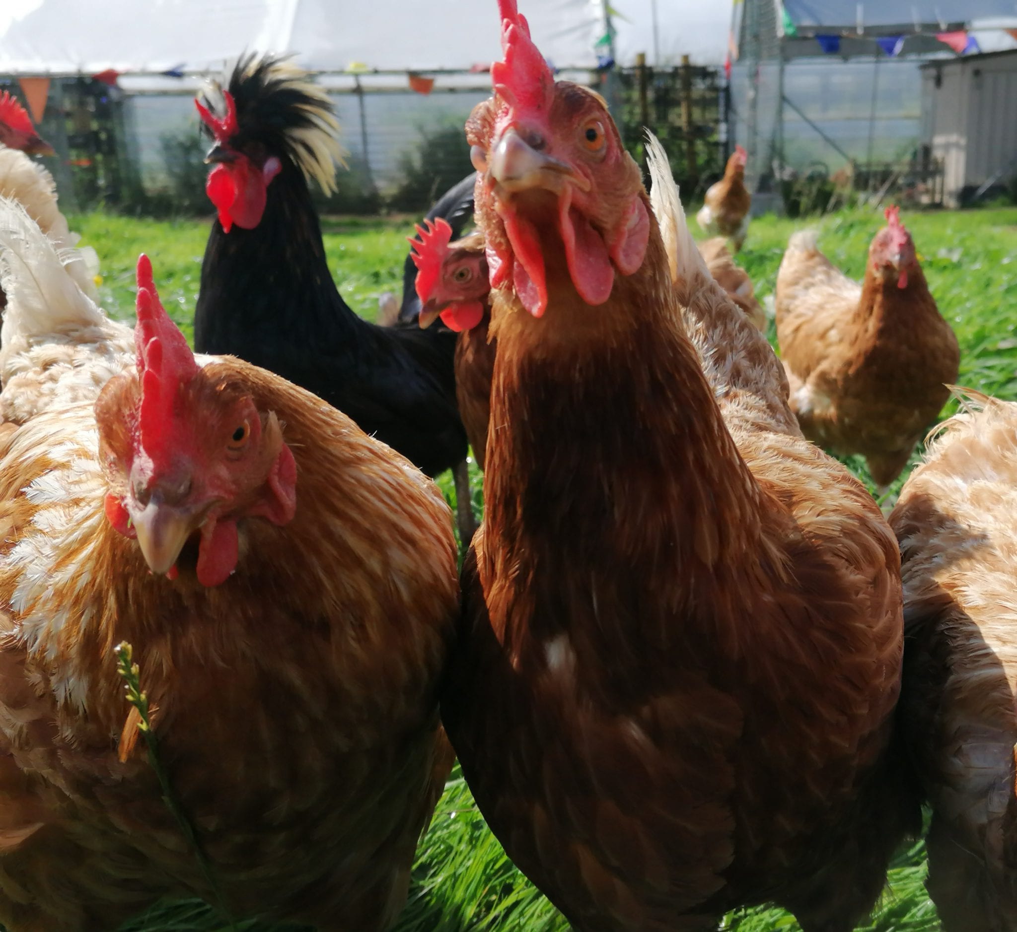 Rescued hens seek happy homes in Galway - Galway Daily