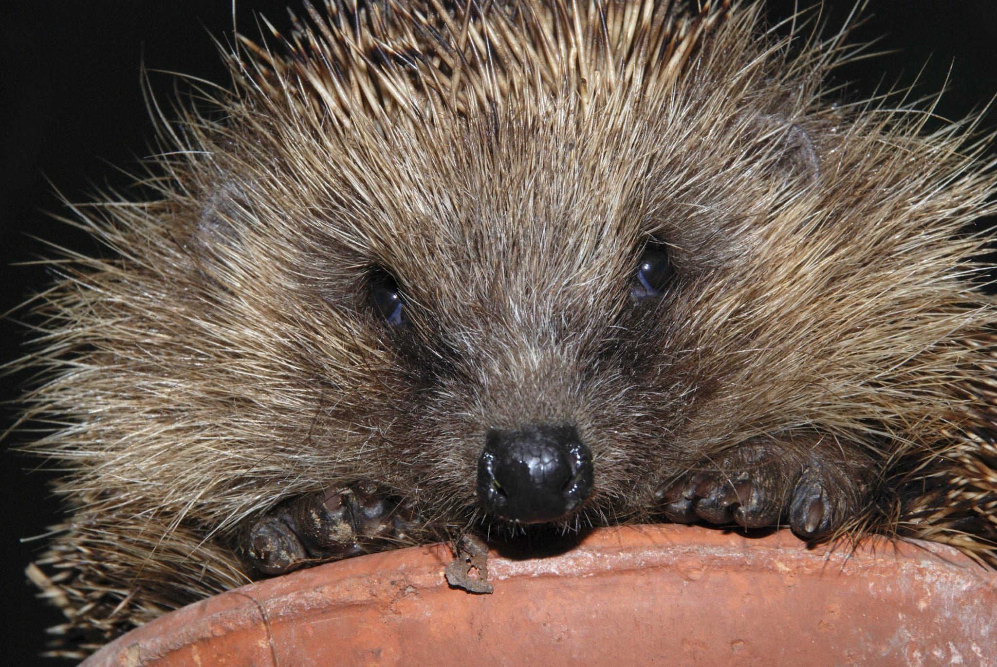 Public asked to be 'Citizen Scientists' in national hedgehog survey ...
