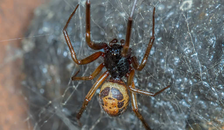 Ireland's deadliest spider even more dangerous than believed - Galway Daily