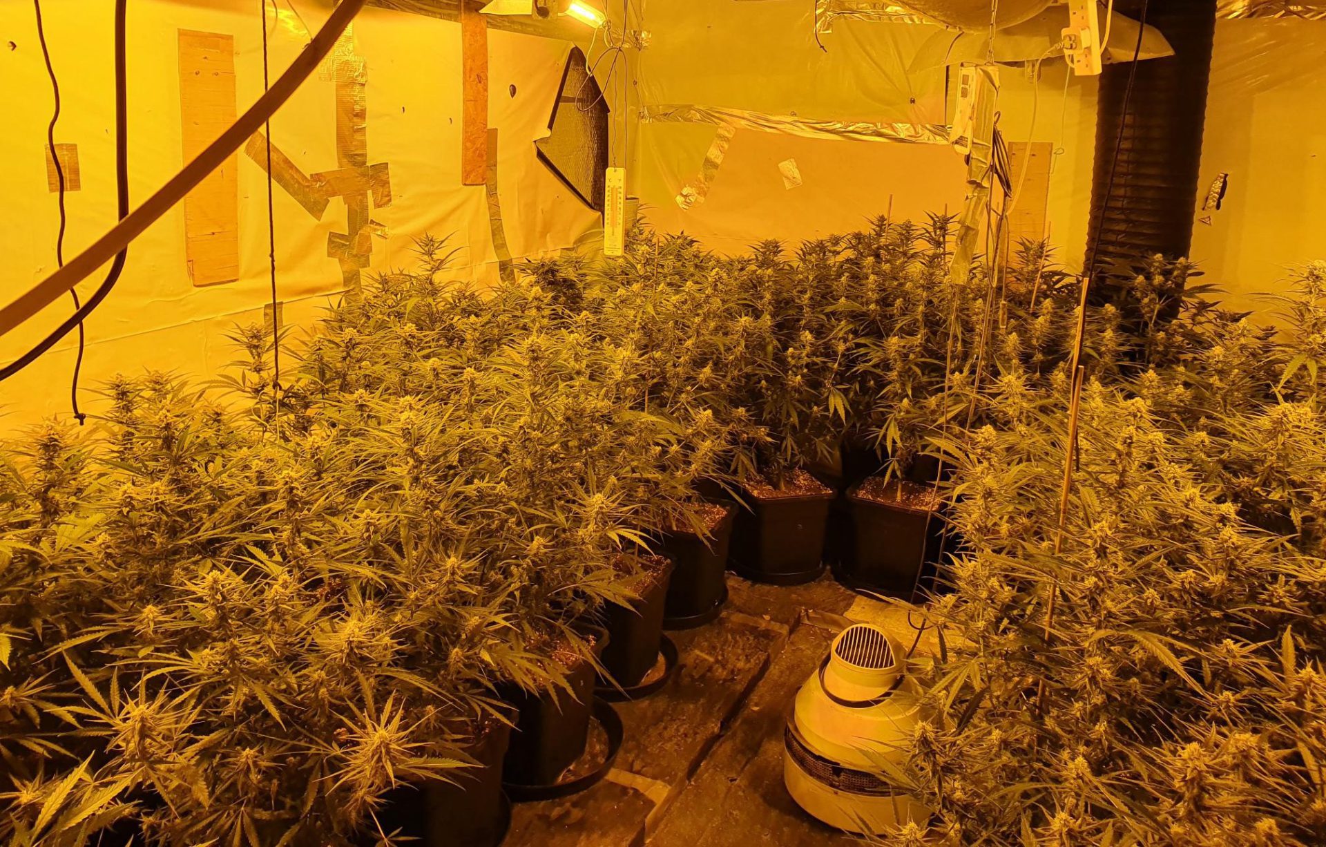 Gardaí find large cannabis grow house in morning raid - Galway Daily