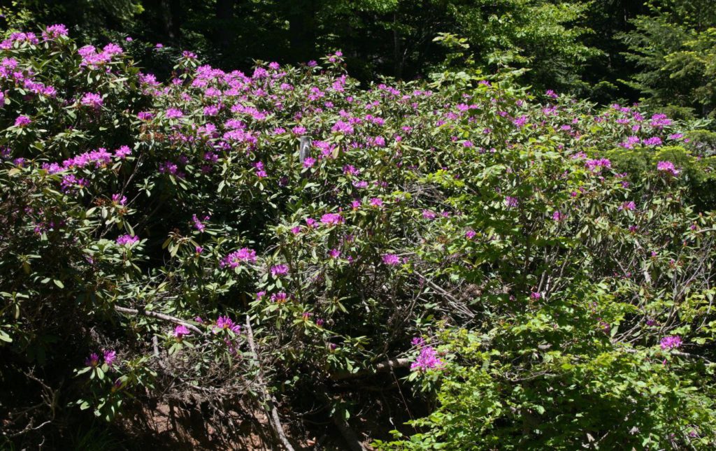 Connemara National Park "infested" with invasive Rhododendron choking ...