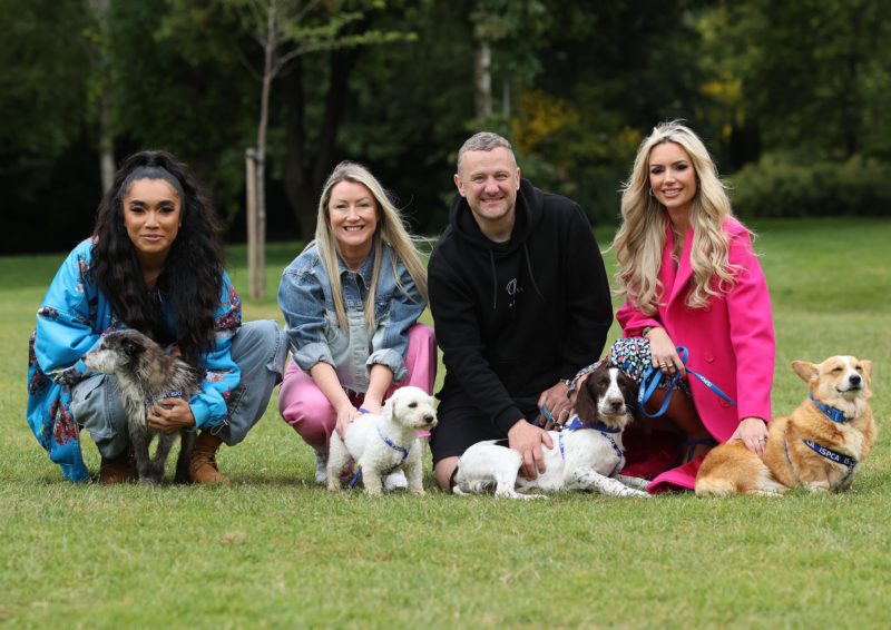 "This is a crisis" - Animal cruelty cases reach all time high - Galway ...