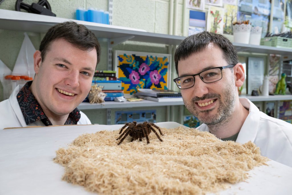 Galway researchers uncover why some spiders are more venomous than ...