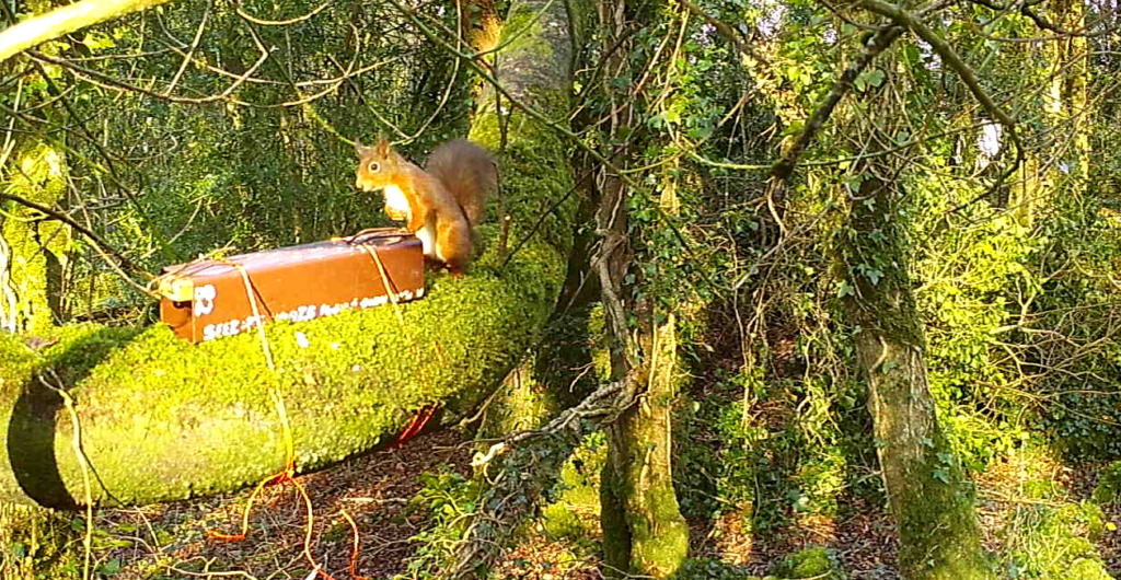 Red squirrels show survival tactics in the face of native predator ...